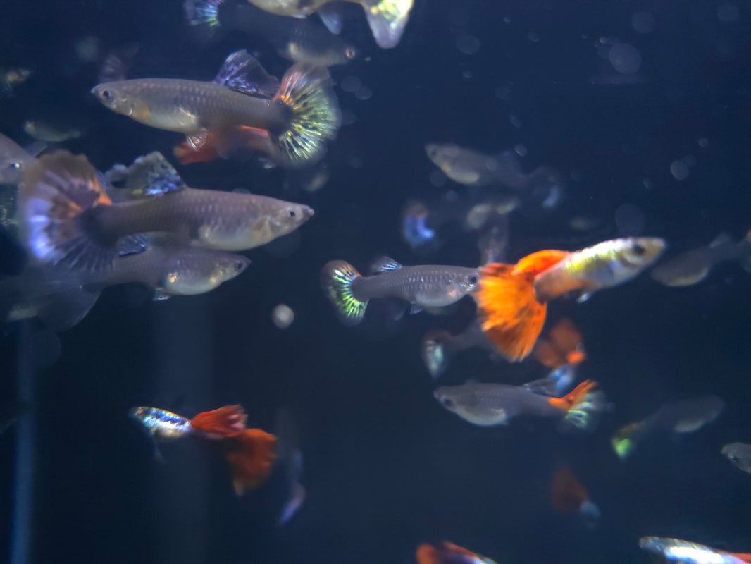 Livebearers – Tropical Showcase