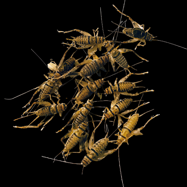 Feeder - Cricket - Large – Tropical Showcase